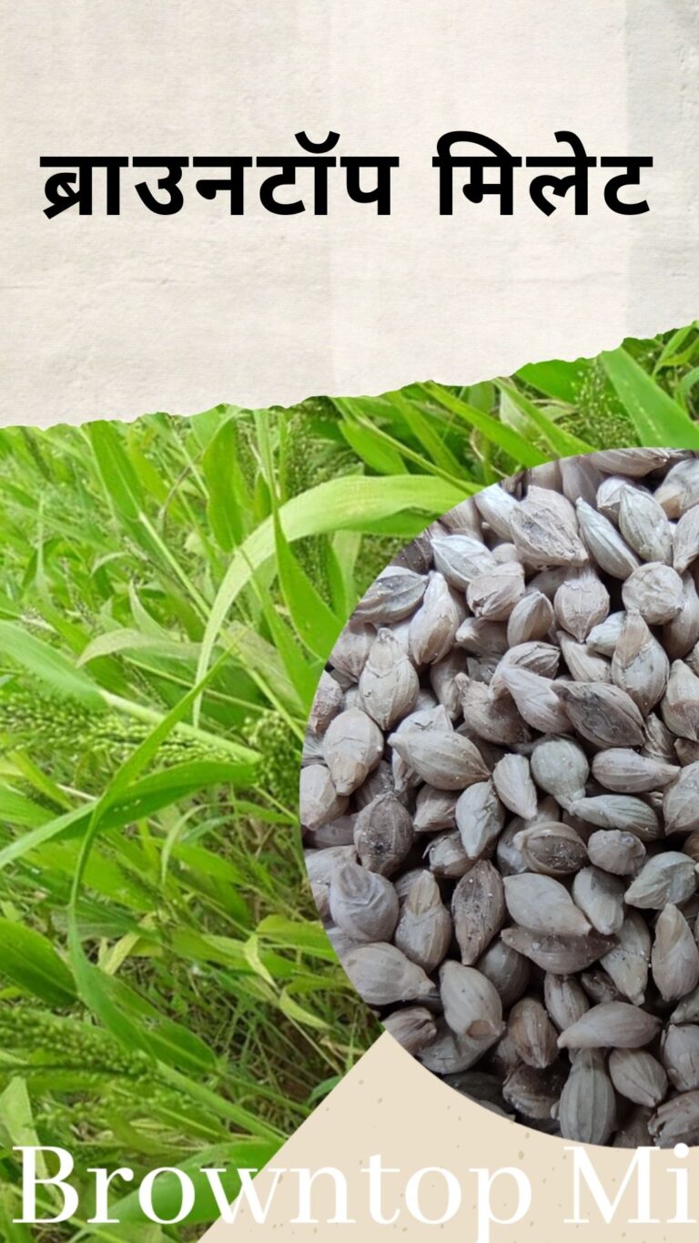 Best way to know Millets in Hindi – TCR Connecting Agriculture